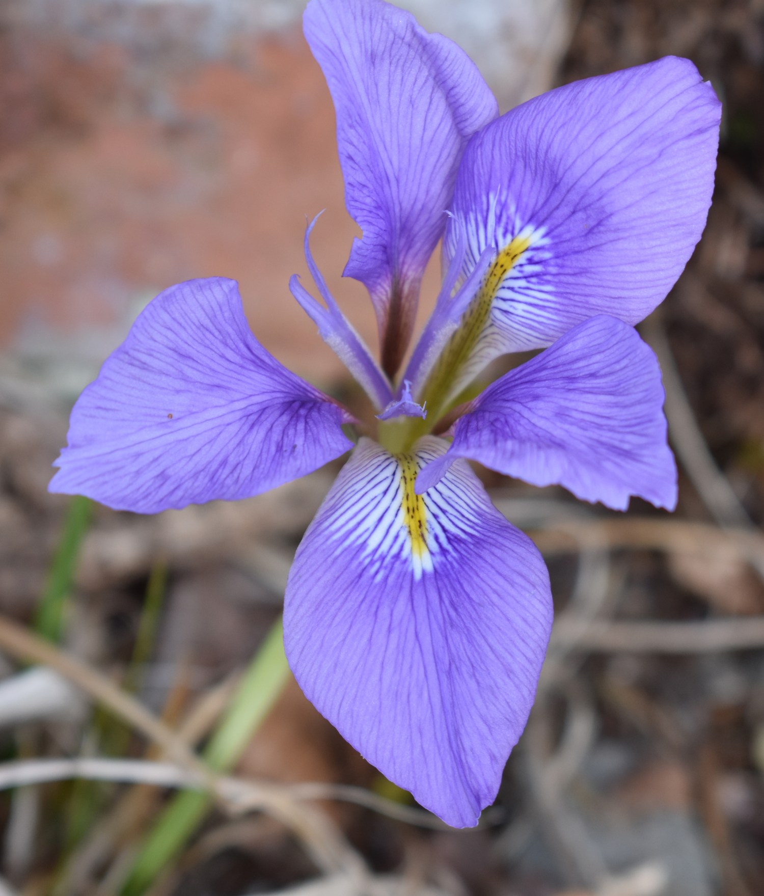 iris-stylosa-mary-barnard – Notes from Crathes