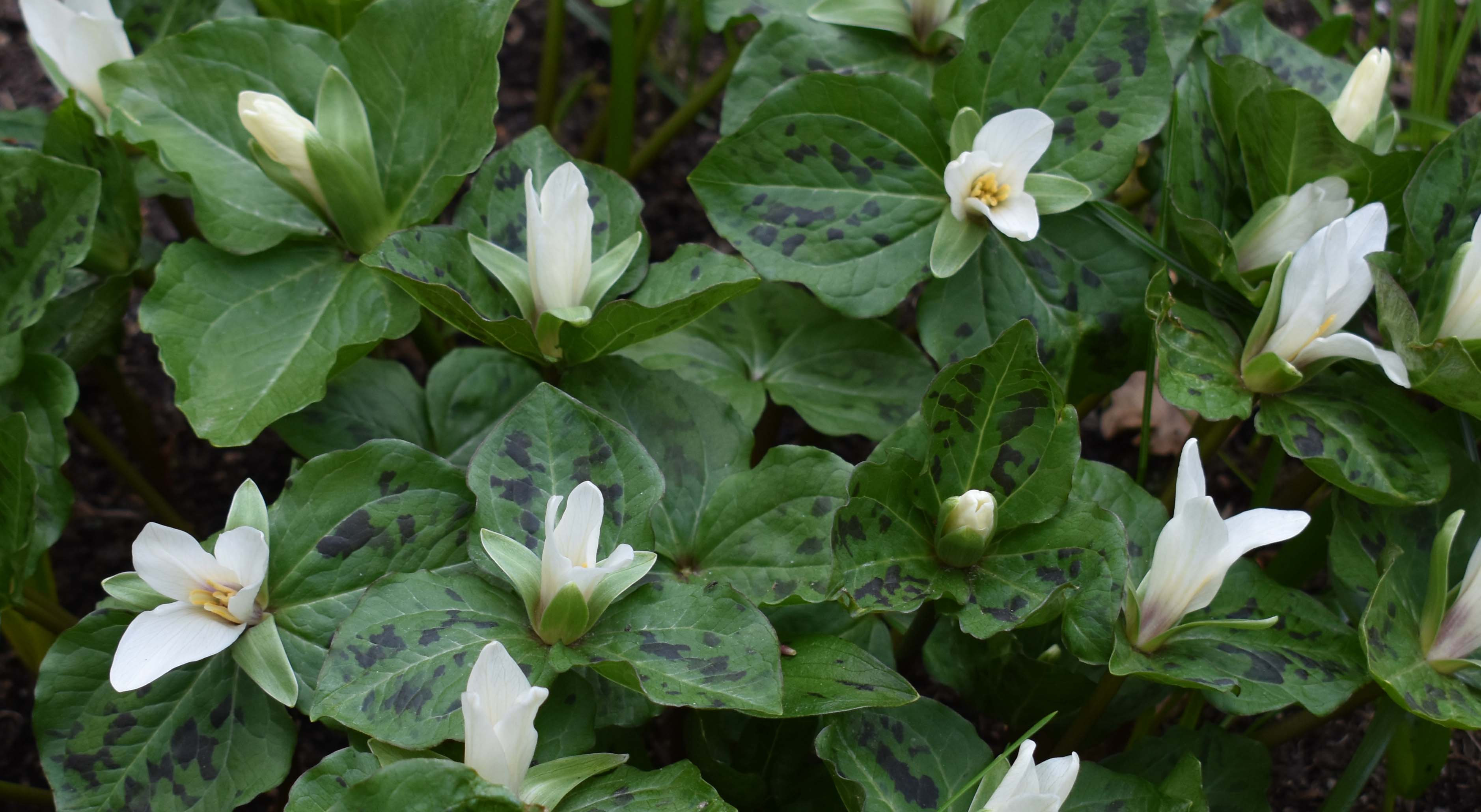 Trillium challenge – Notes from Crathes