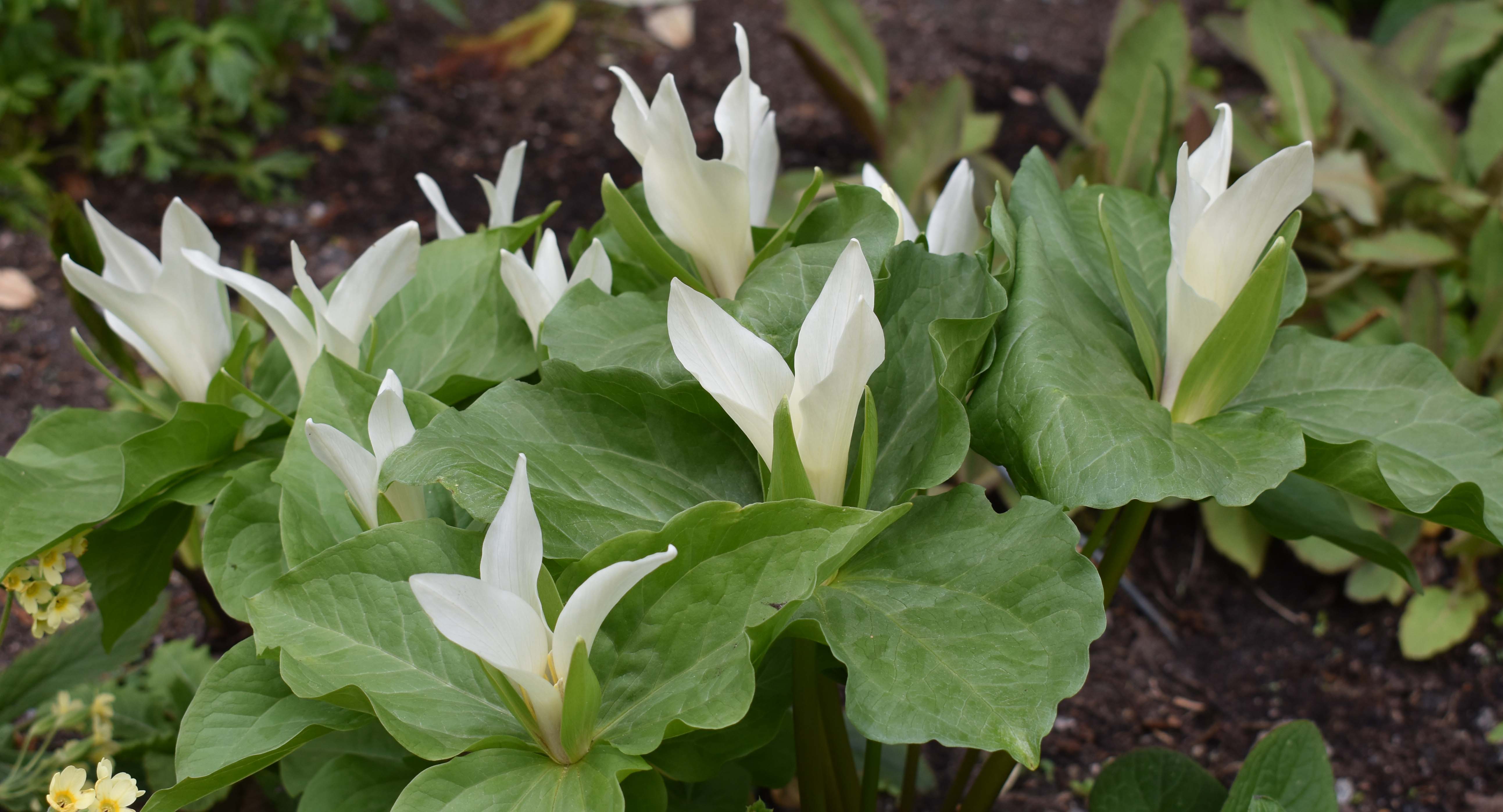 Trillium challenge – Notes from Crathes